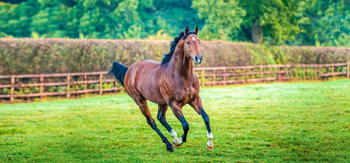 Our Stallions - Qatar Racing