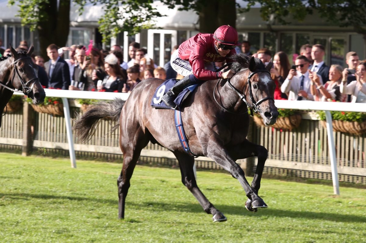 Roaring Lion wins Frankel race on debut - Qatar Racing